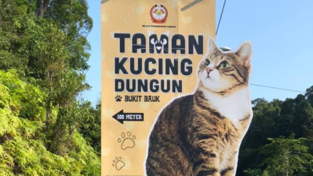 Terengganu buka taman kucing sebagai daya tarikan terbarunya - BERITA ...