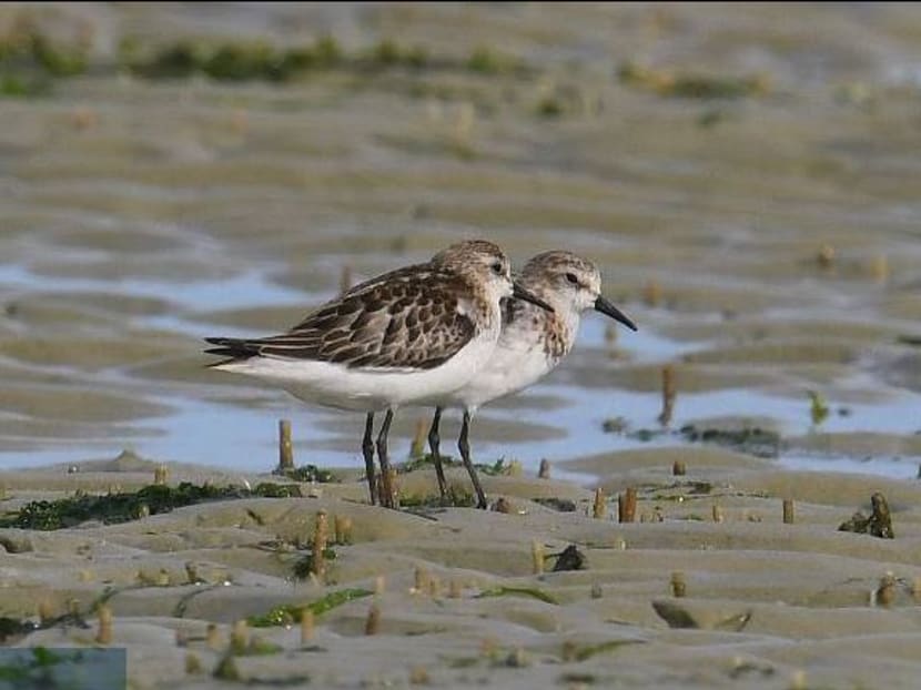 Five new species of fauna recorded in Pulau Ubin - TODAY