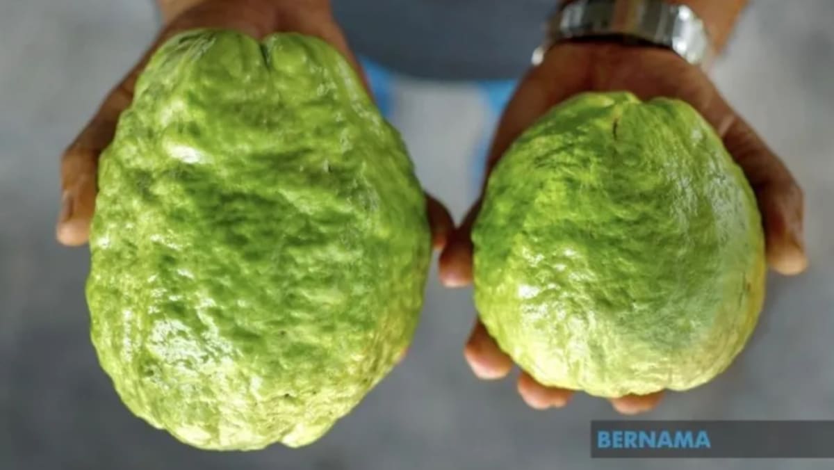 Melaka akan paten jambu batu lohan sebagai ikon produk negeri - BERITA ...