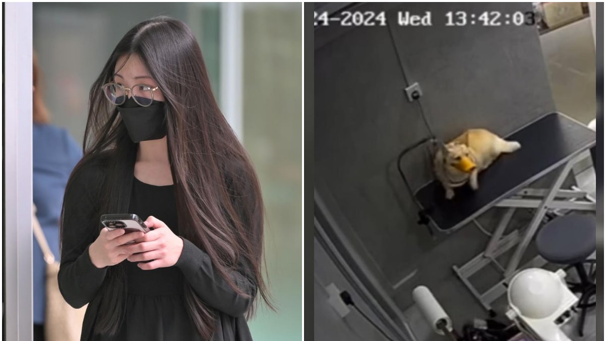 Pet groomer fined S$10,000 over death of dog she left unattended on ...