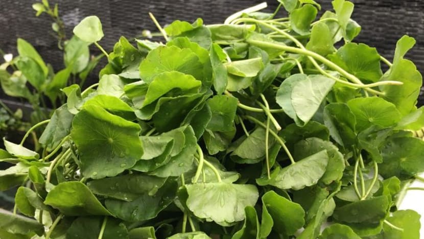 Ini 10 jenis ulam popular & khasiatnya, yang mana satu pilihan anda ...