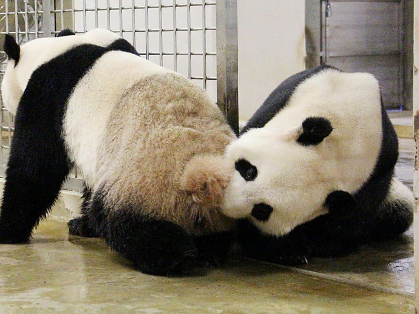 Giant pandas Kai Kai and Jia Jia mate for first time - TODAY
