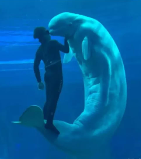 human whale comparison