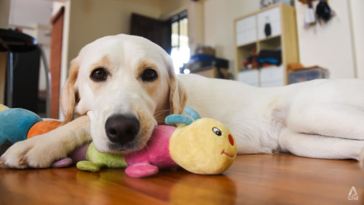Still a pup but taking her human to places — as the first guide dog ...