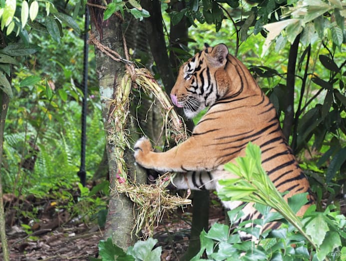 Watch tigers and sun bears unwrap gifts as part of festive celebrations ...