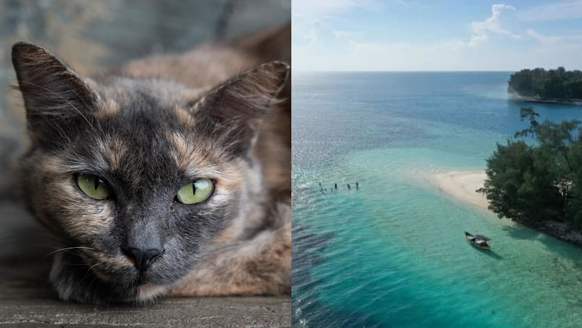 ‘Cat island’ in Java Sea? Jakarta mulls moving stray felines offshore ...