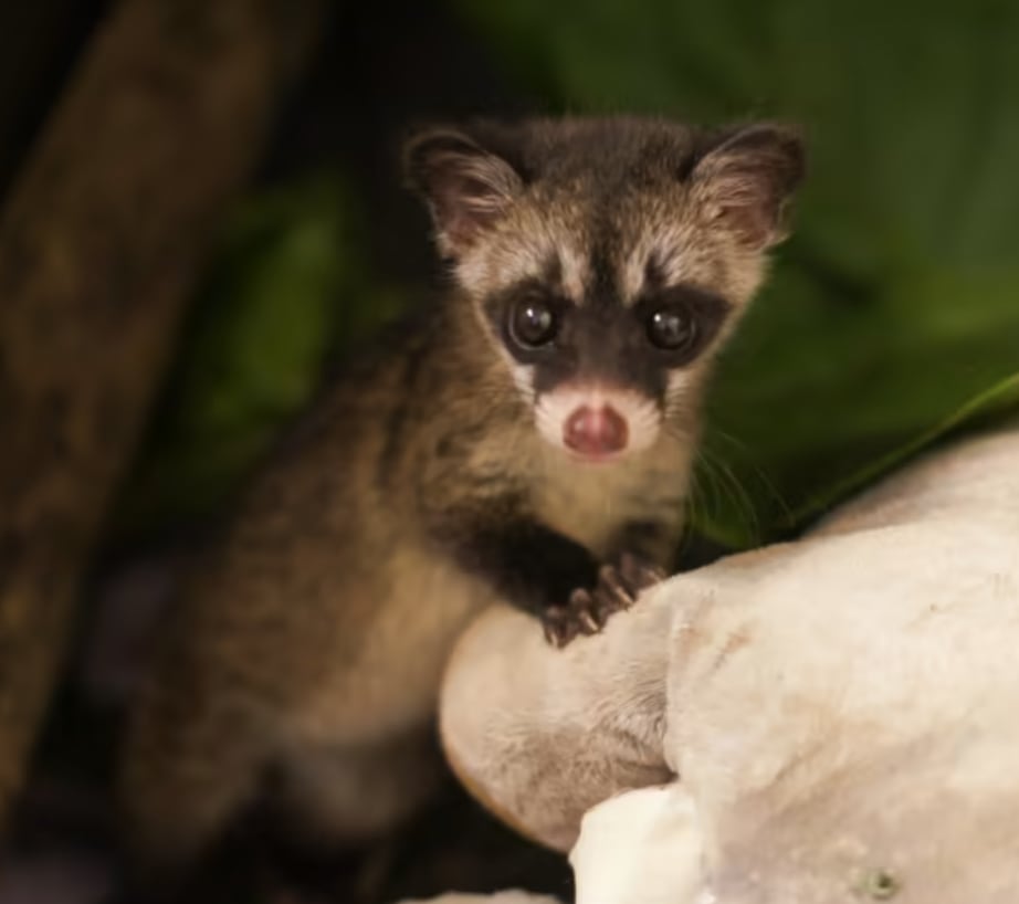 Baby Civet Cats Spotted Hanging Out At Clementi HDB Lift Lobby - 8days