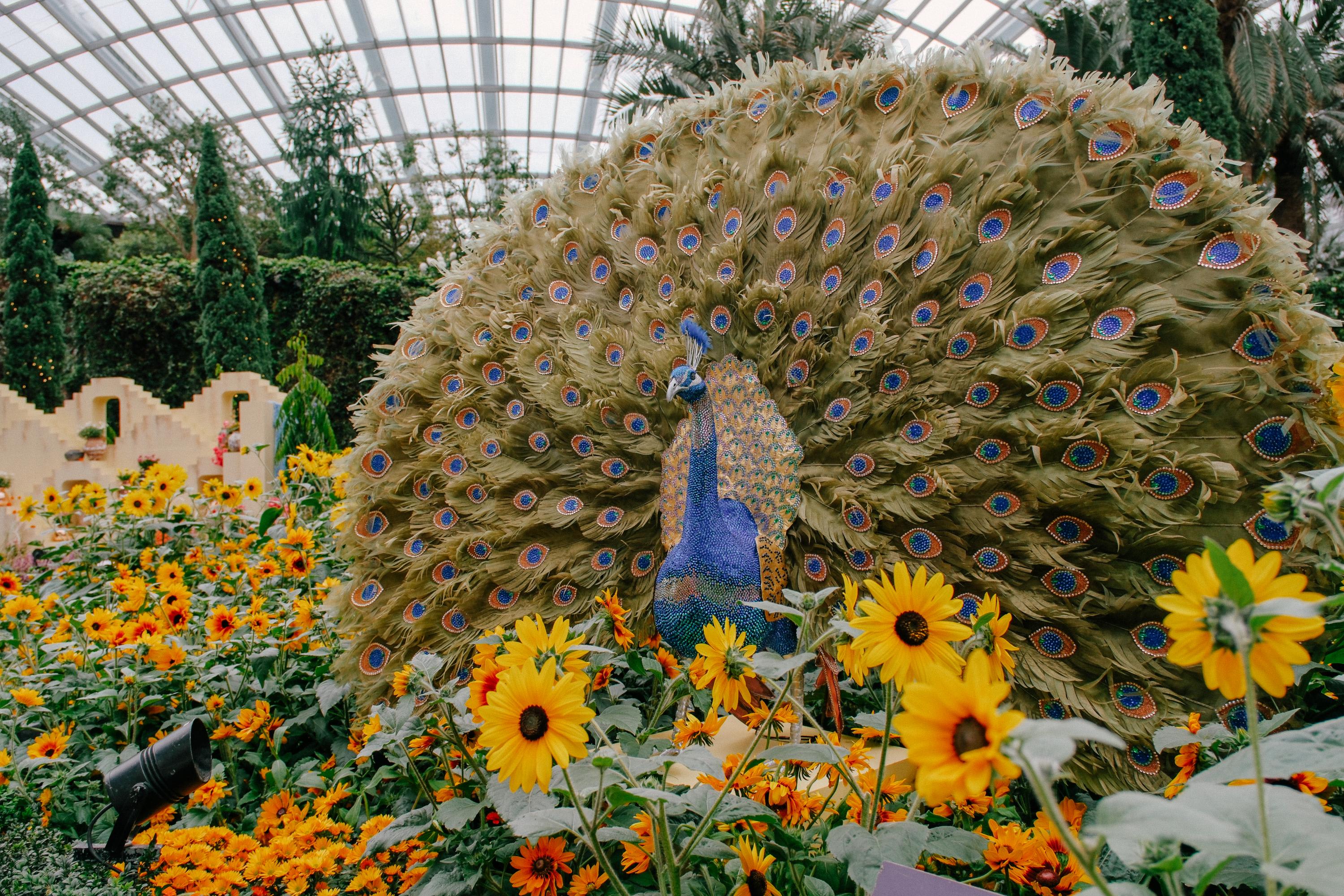 滨海湾花园“恋恋向日葵”展览正式开幕 3000朵向日葵齐绽放 - 8world
