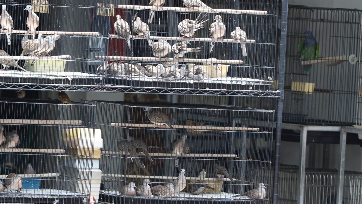 Study reveals effects of poorly run wildlife trade on S’pore’s bird ...