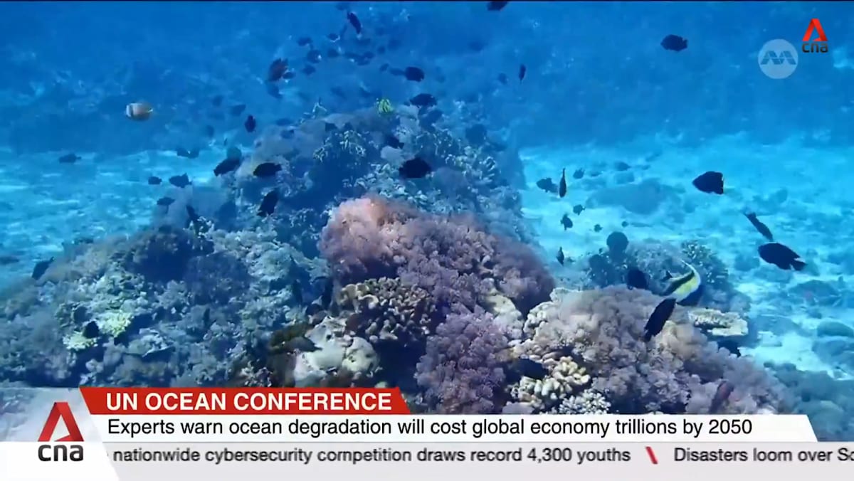 UN Ocean Conference: Only 8% of world's ocean protected - CNA