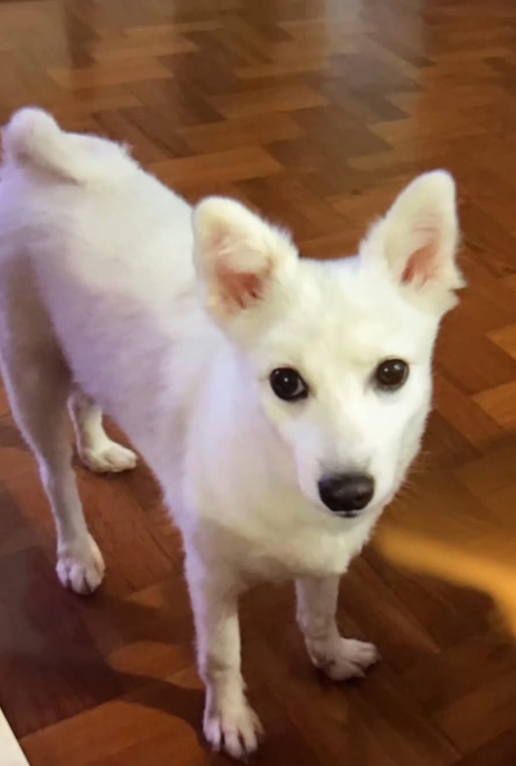 Joel Choo Heartbroken After Beloved Dog Dies From Bone Marrow Cancer ...