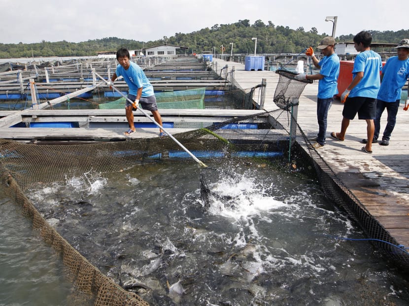 Four fish farms first to be certified under new AVA scheme - TODAY
