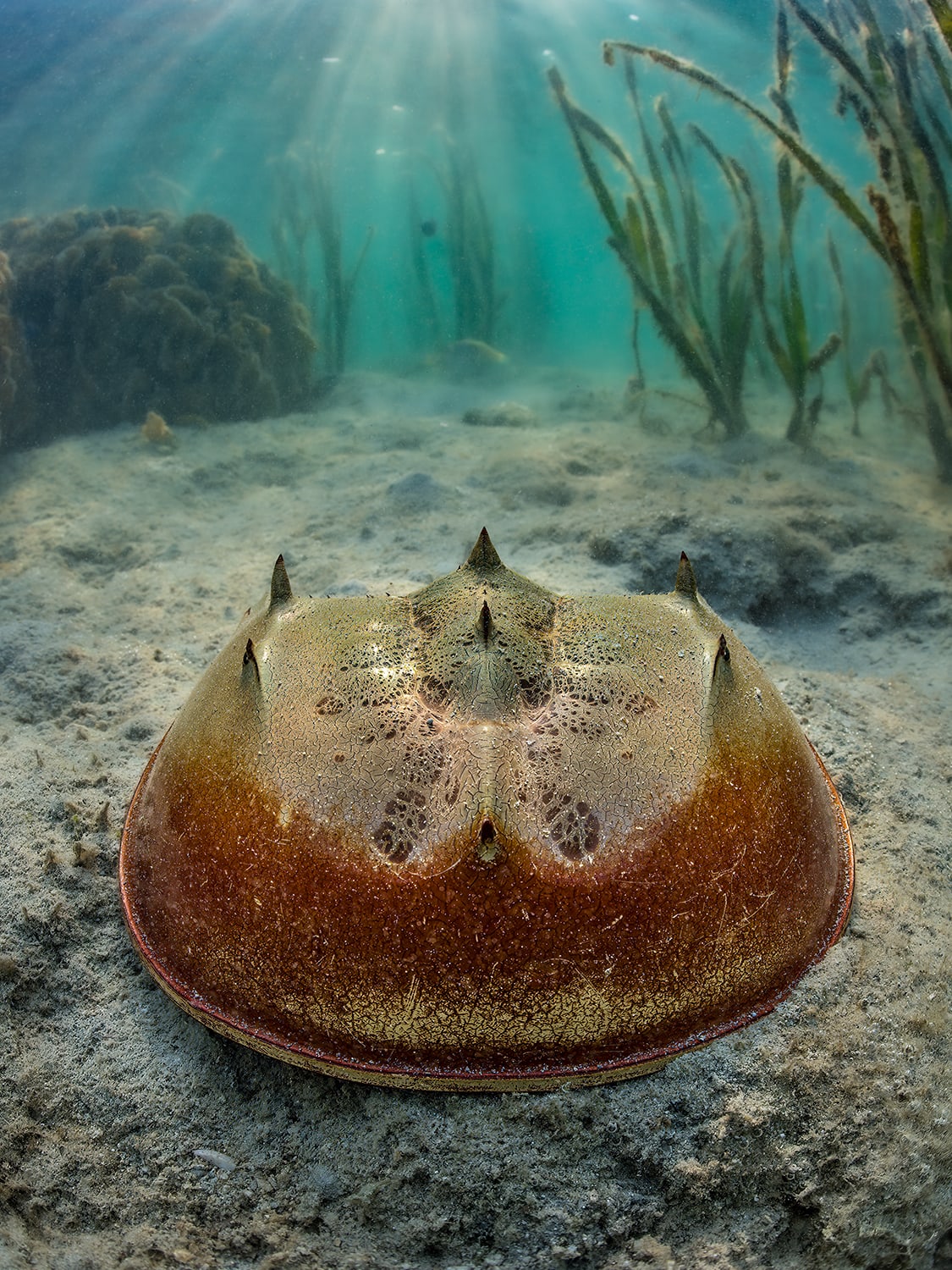 The Blancpain Fifty Fathoms Tech BOC IV supports a marine research centre in the Philippines ...