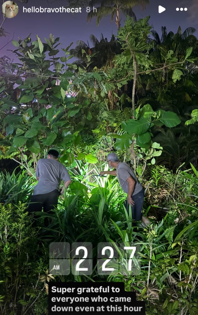 Missing Cat At Gardens By The Bay: Over 400 In Telegram Group, Park ...