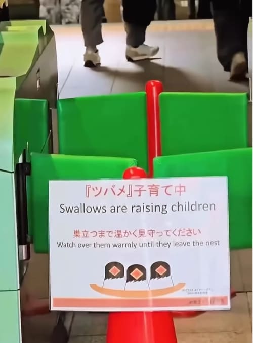 Japanese Train Station Shuts Gantry To Protect Swallow Nest On Ceiling ...