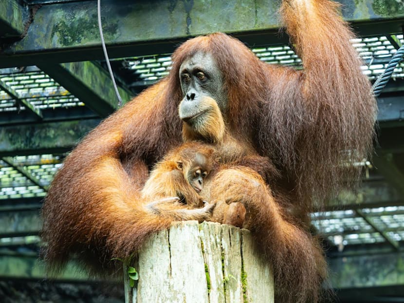 Visitors to Singapore Zoo can now see 2-month-old orangutan Ayaan, who ...