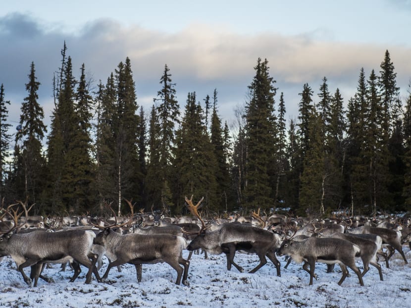 reindeers migration