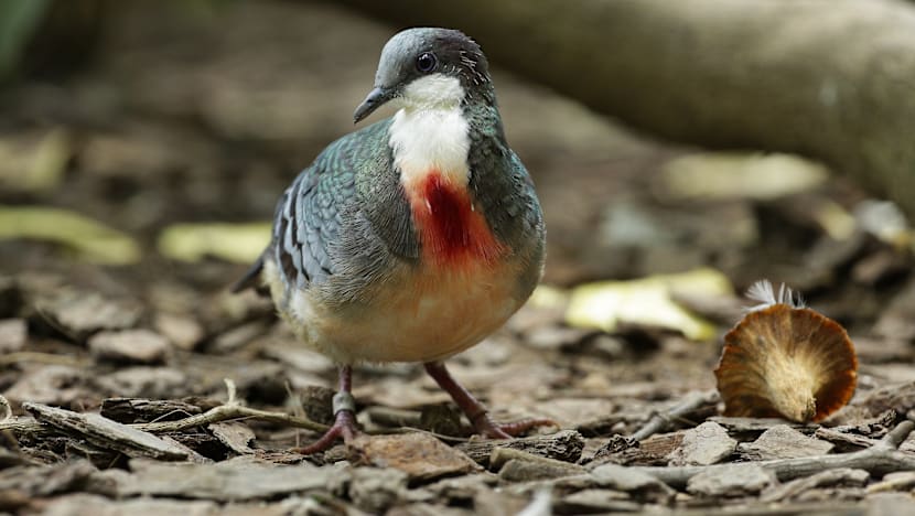 Rare Asian birds at Jurong Bird Park’s Wings of Asia aviary - CNA