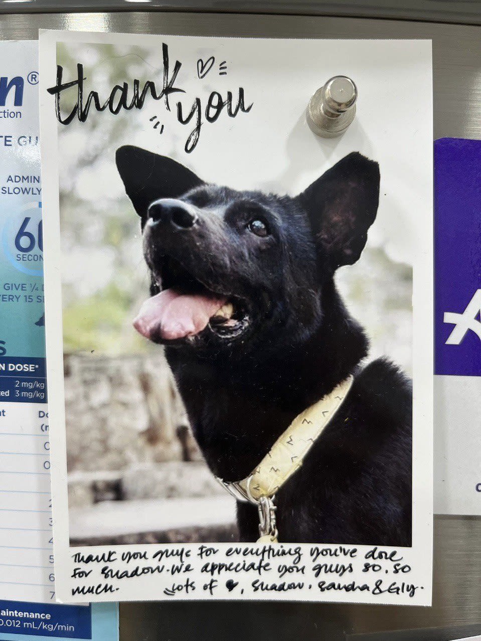 The Gentle Vet: Dr Kelly Yeo helps geriatric pets on their final ...