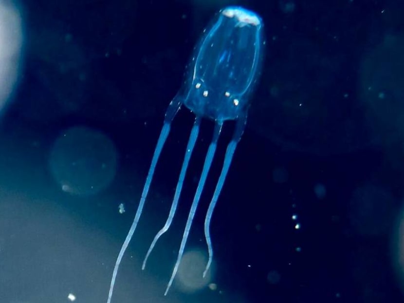 how to make a box jellyfish