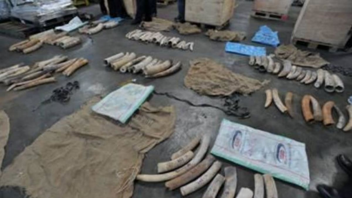 Gallery: AVA seizes 1.8 tonnes of raw ivory tasks worth S$2.5 million ...