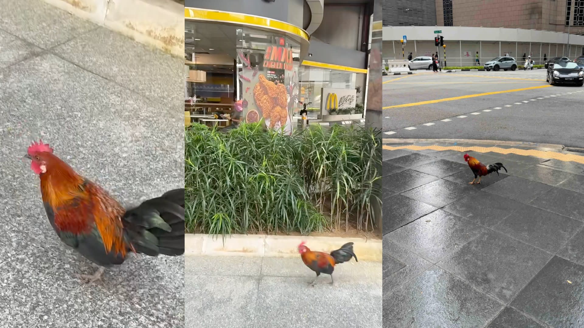 Rooster Spotted Outside McDonald’s In CBD, Netizen Says It’s “Looking ...