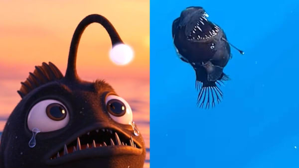 What Species Is The Anglerfish In Finding Nemo