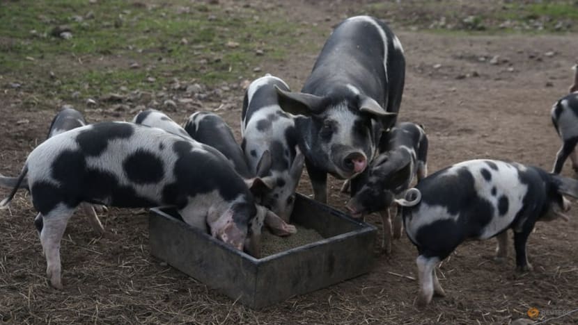 AI decodes oinks and grunts to keep pigs happy - CNA