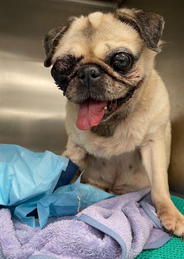 Pug Loses Eye After Injury At Pet Boarding & Grooming Shop, The Same ...