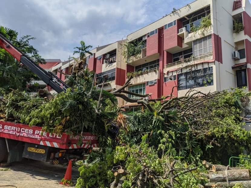 Large tree falls at Toh Yi condo; no injuries but residents' homes and ...