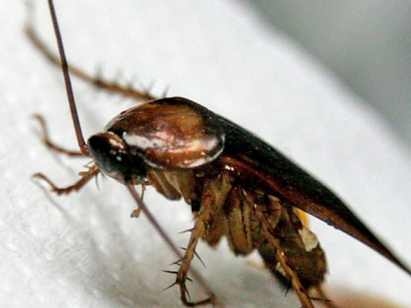 Help! There’s a cockroach: South Korean emergency services shames time wasters - TODAY
