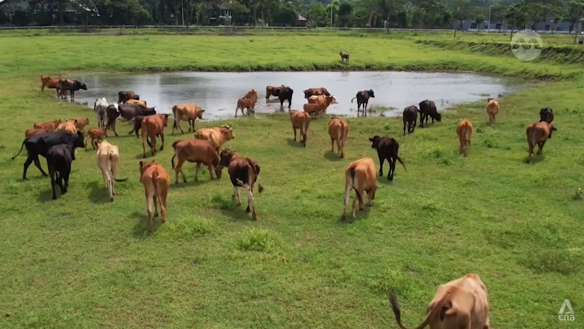 Indonesian dairy farmers concerned over planned import of 2 million ...
