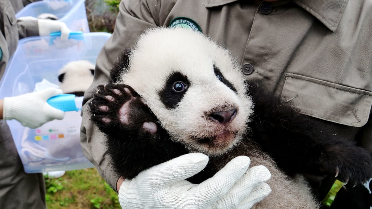 How the panda became China’s diplomatic weapon of choice - TODAY