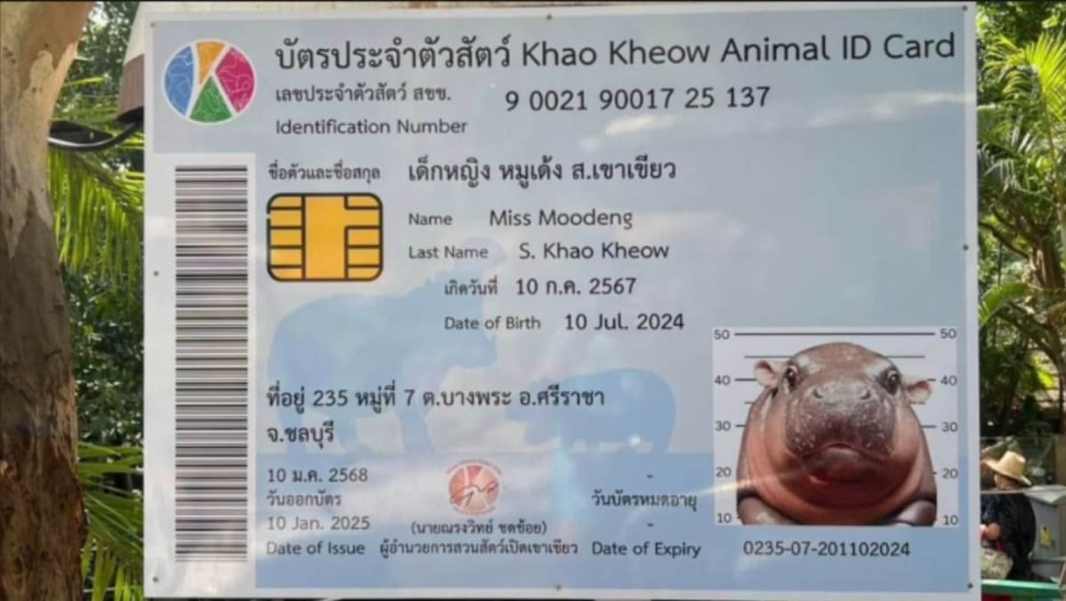 Little pygmy hippo Moo Deng turns 6 months old and gets her own ID card ...