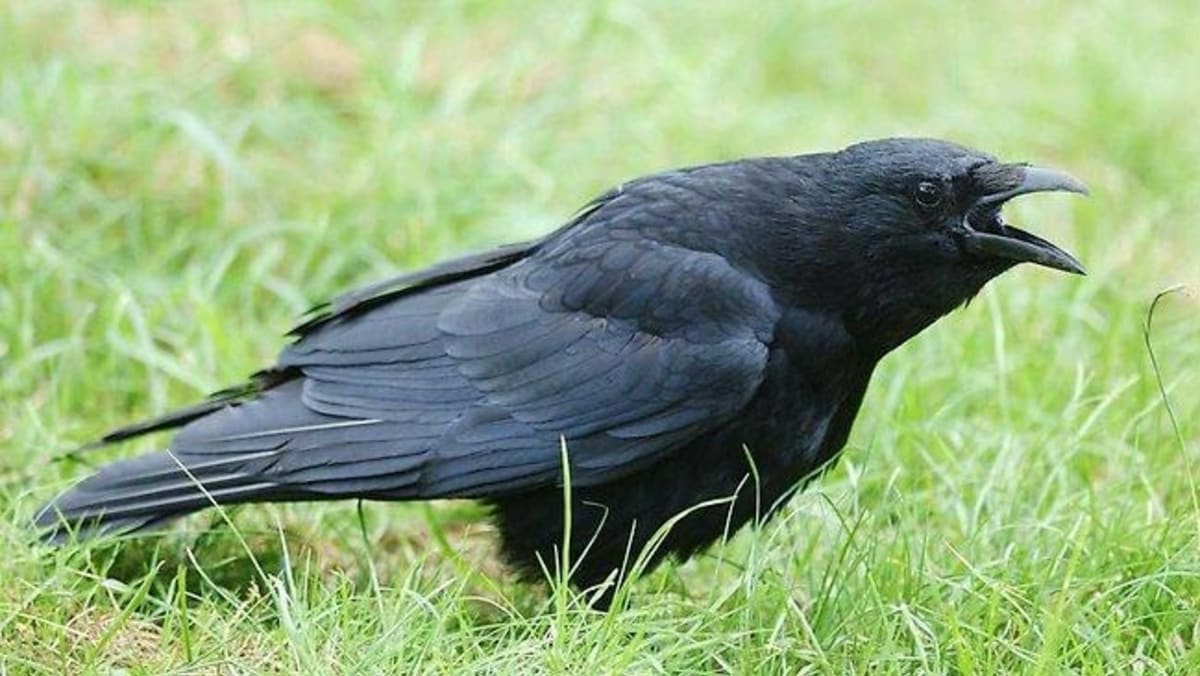 காகங்களைச் சுடும் நடவடிக்கை மீண்டும் தொடங்குகிறது - Seithi Mediacorp