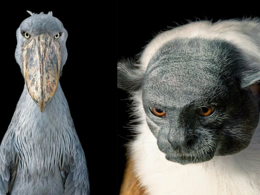 animals with human faces