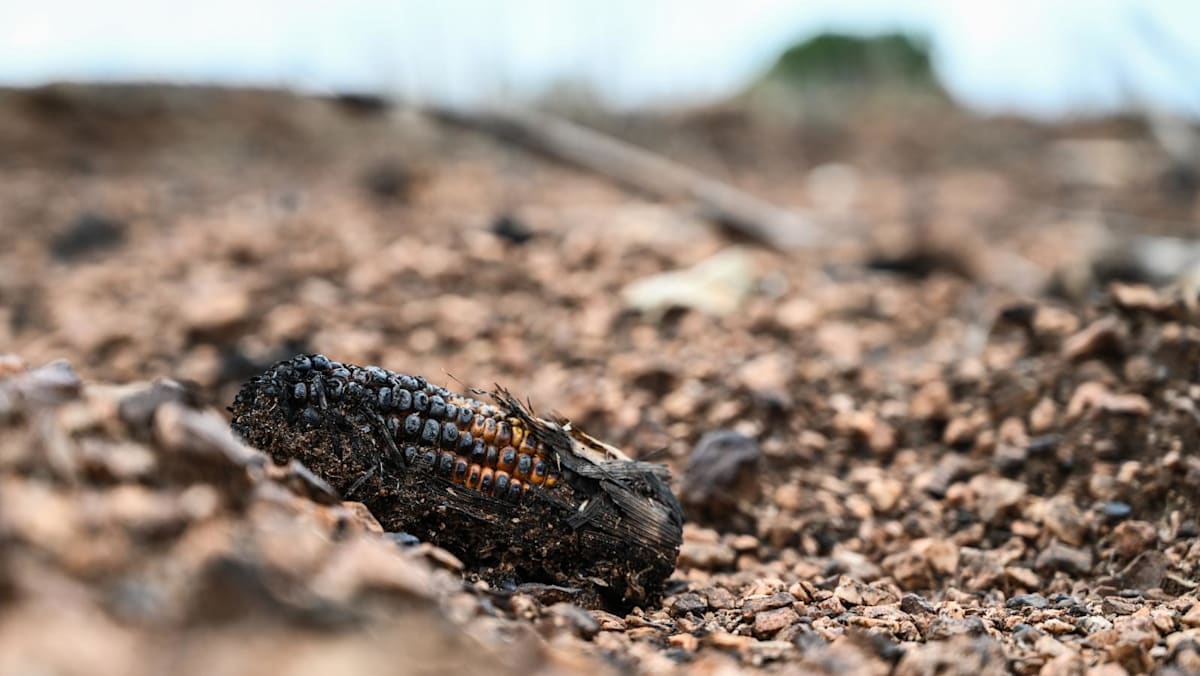 Thailand’s mega maize farms: The cost of feeding the world’s appetite ...
