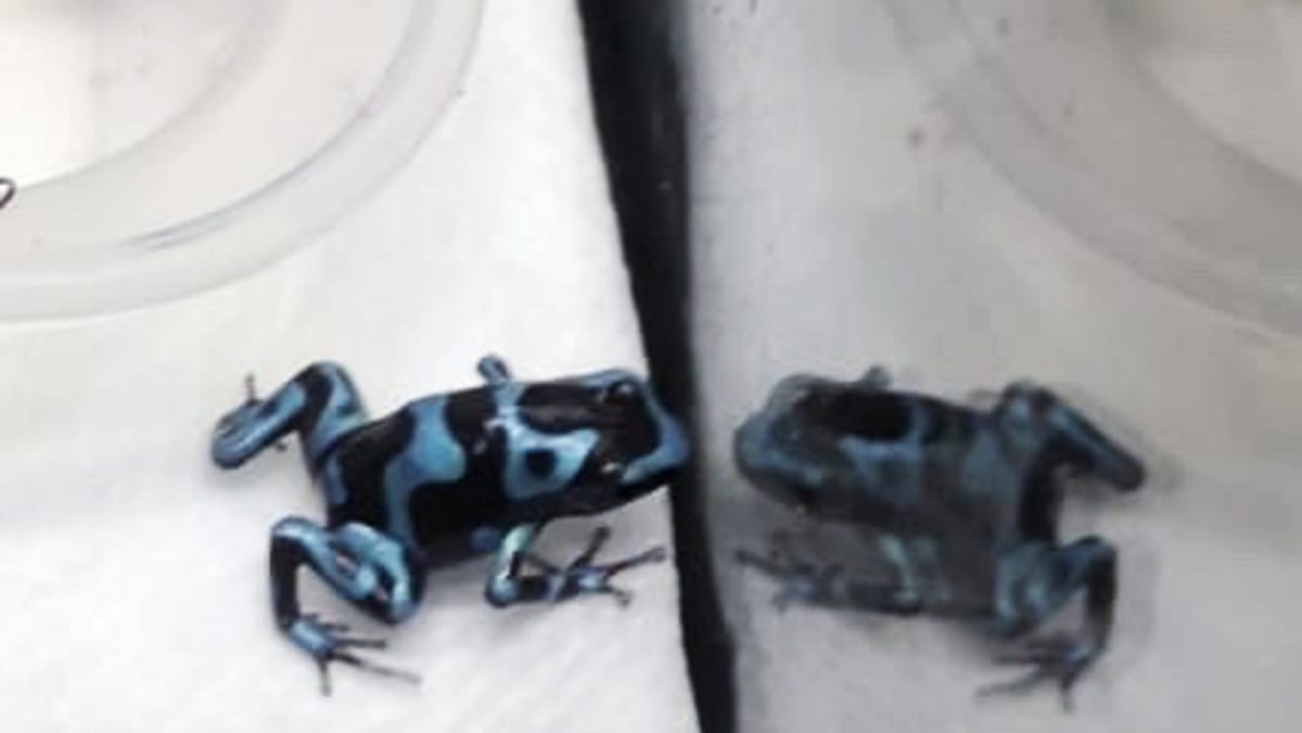 S$6,600 fine for man who wanted to keep 13 endangered poison dart frogs ...