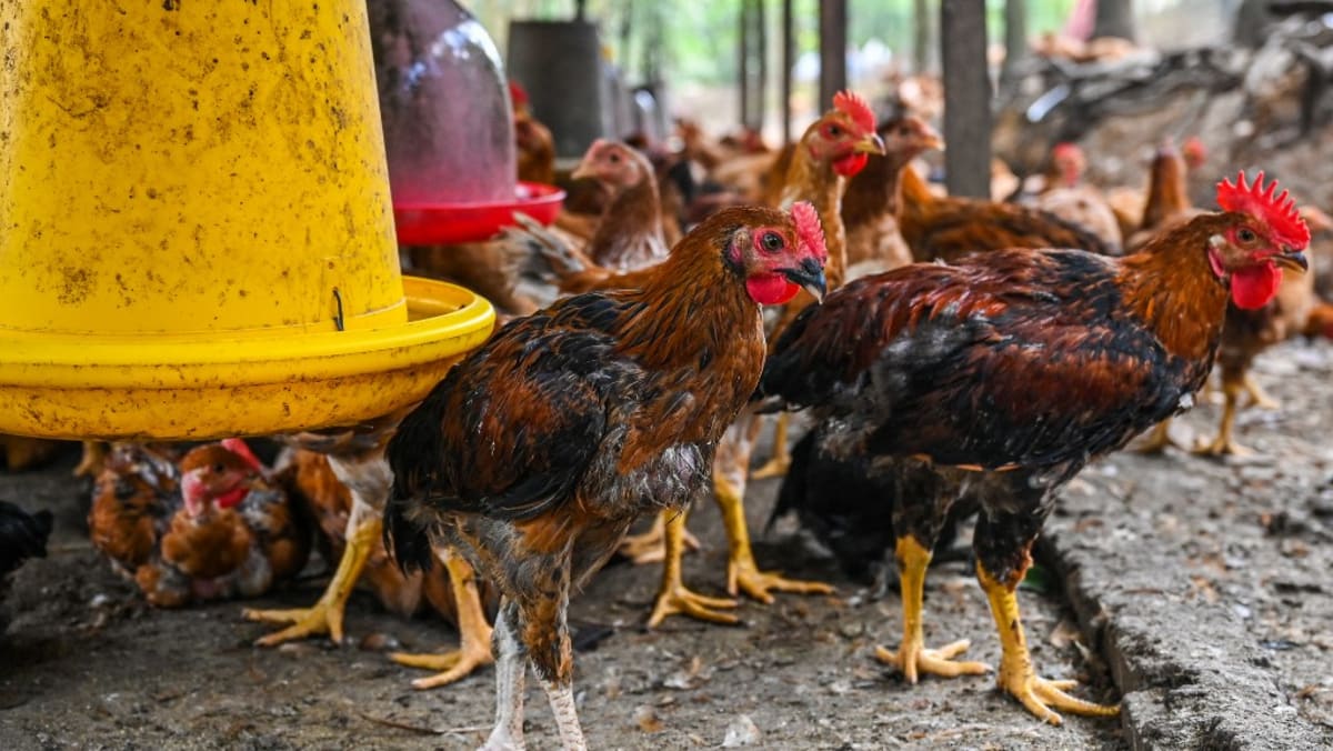 Malaysia’s chicken supply shortage expected to be resolved in a month ...
