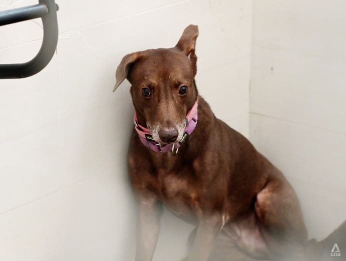Meet the 2 Bangladeshi caretakers helping rescue dogs at a Singapore ...