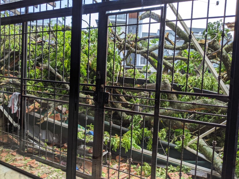 Large tree falls at Toh Yi condo; no injuries but residents' homes and ...