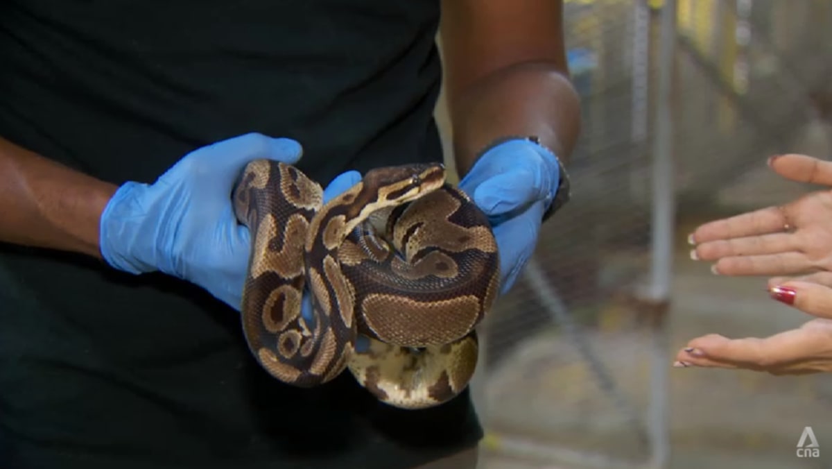 ACRES received 15 tip-offs for illegal snake-keeping last year - CNA