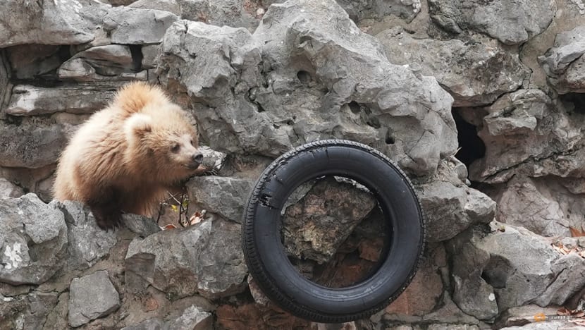 Shanghai bear cub Junjun becomes breakout star - CNA
