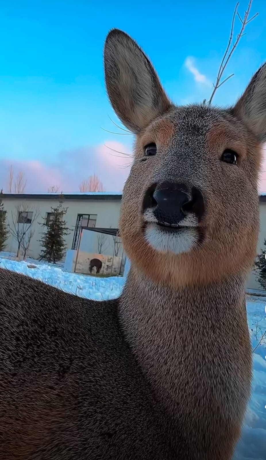 Deer With Cute Capybara-Like Face Becomes Viral Sensation In China - 8days