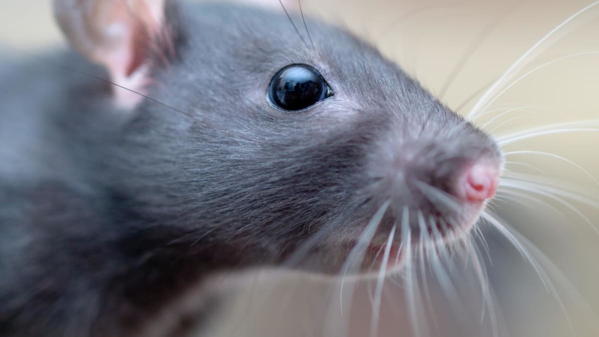 Explainer: What is causing growing rat infestations in S'pore, and what ...