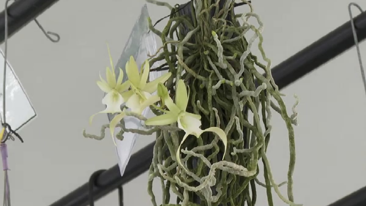 Festival Taman SG 2025 tampilkan jenis orkid hibrid baharu & langka ...