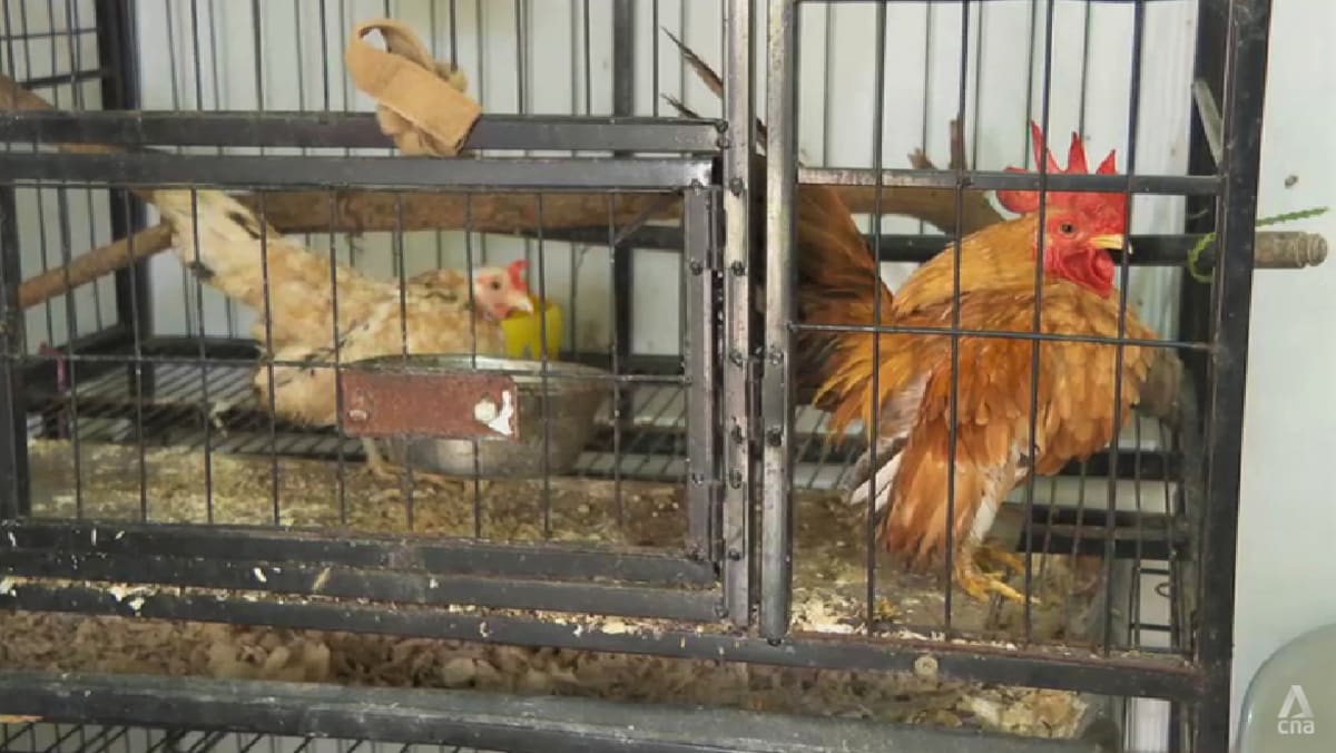 Rise in abandoned pet chickens in Singapore leads to space shortage at ...