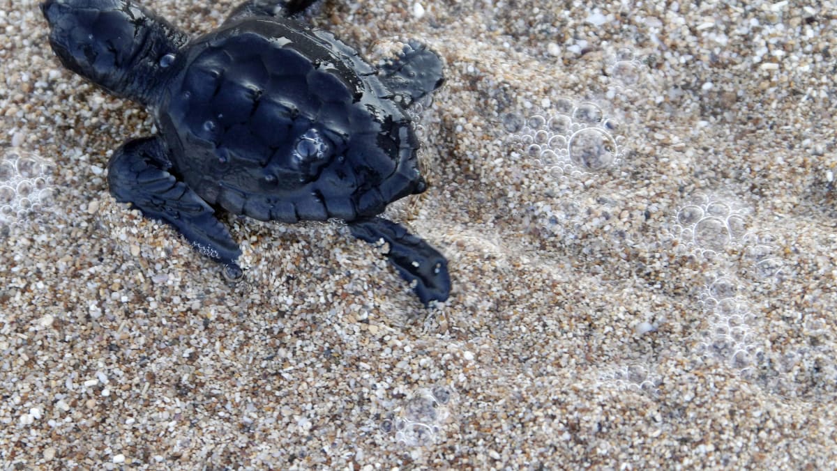 Woman arrested for stomping on sea turtle nest at Florida beach - TODAY