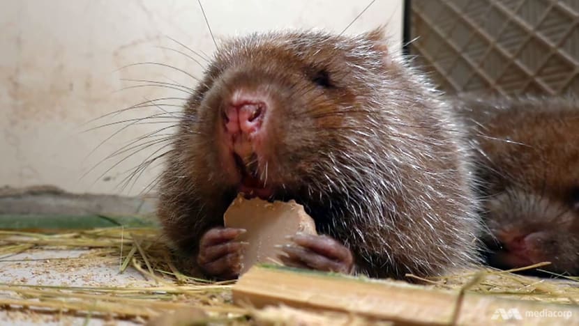 Bamboo rats – eco-friendly answer to growing appetites for meat? - CNA