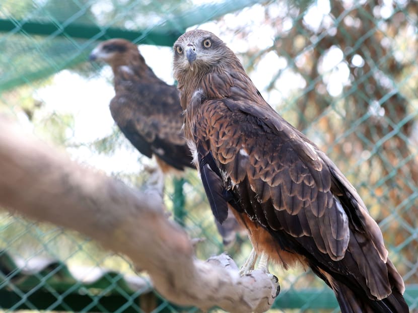 Gaza zoo animals arrive to start new life in Jordan - TODAY